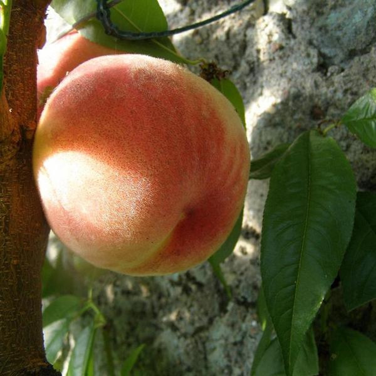 PRUNUS PERSICA 'REINE DES VERGERS' - Perzik Boom halfstam blote wortel ...