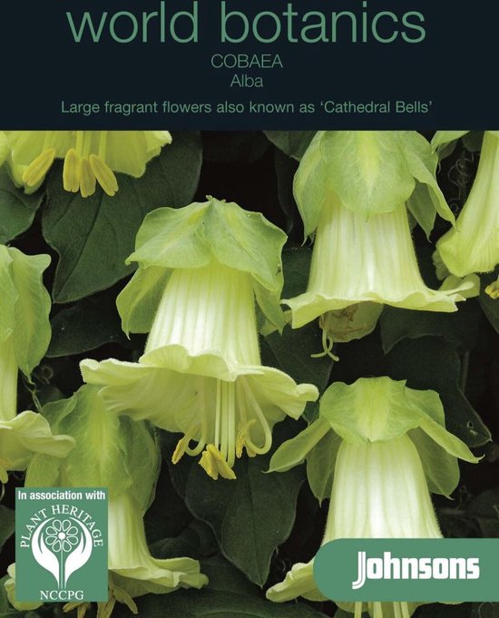 Cobaea Alba - Klokwinde - set van 4 stuks | bol