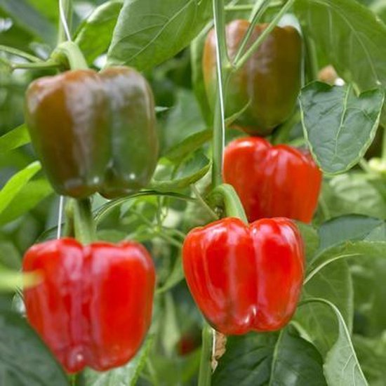 Paprika - Capsicum annuum | bol
