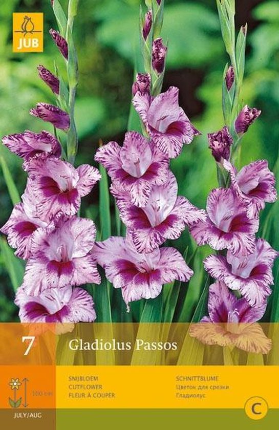 Gladiolus Passos 12/14 - 7st - Bloembollen - JUB Holland | bol