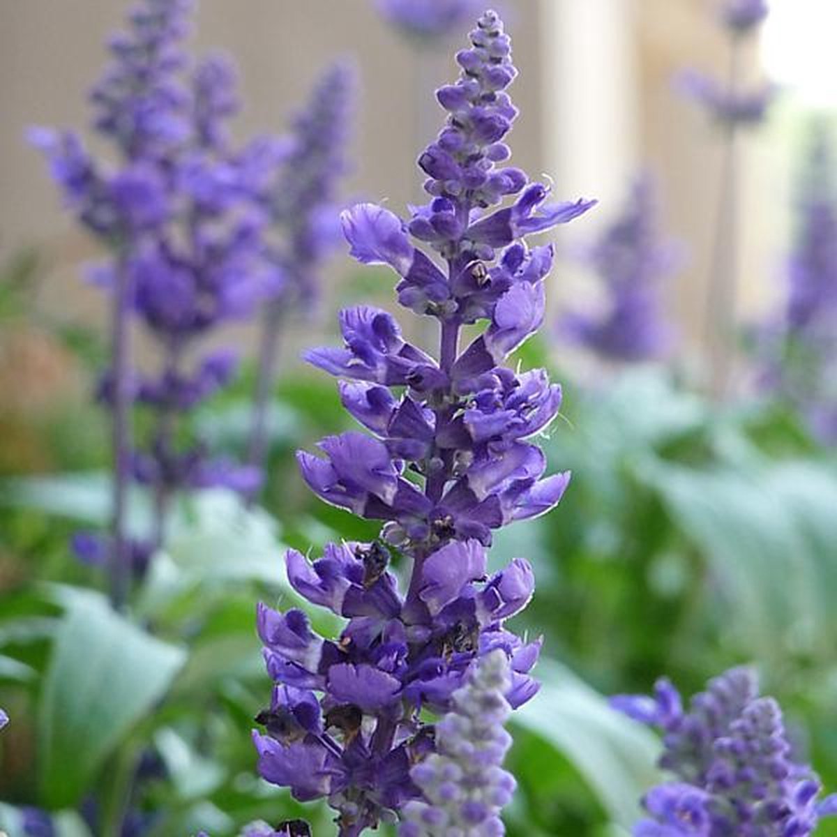 6 x Salvia Nemorosa 'Blaukoenigin' - Bossalie pot 9x9cm | bol.com