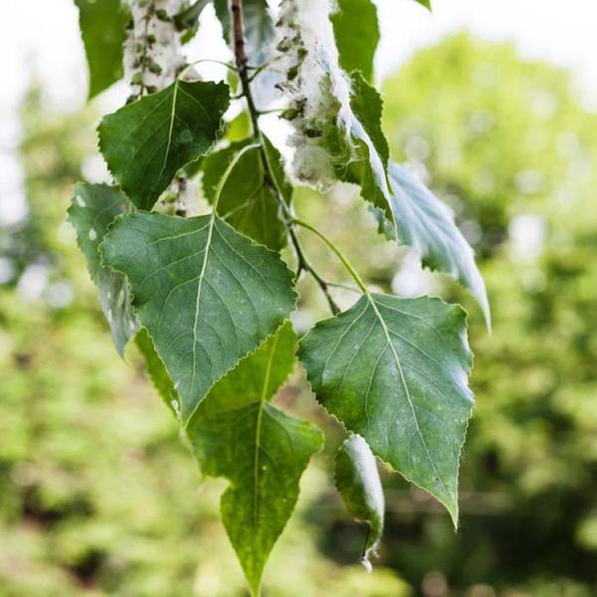 Populus Nigra 'Italica' - Italiaanse Populier - 175-200 cm Blote Wortel ...