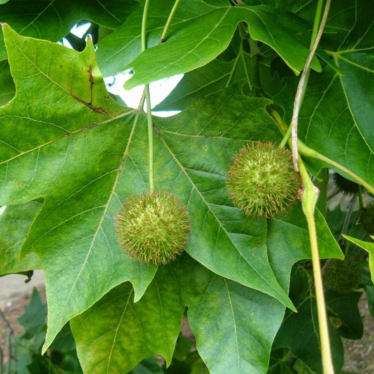 Platanus Hispanica (= Acerifolia) - Platane à feuilles d'érable - Arbre ...
