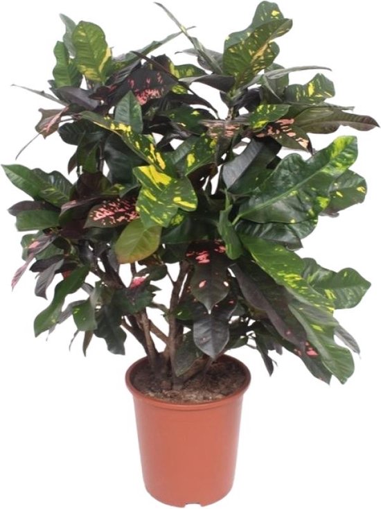 Codiaeum Magnificent L | bol.com