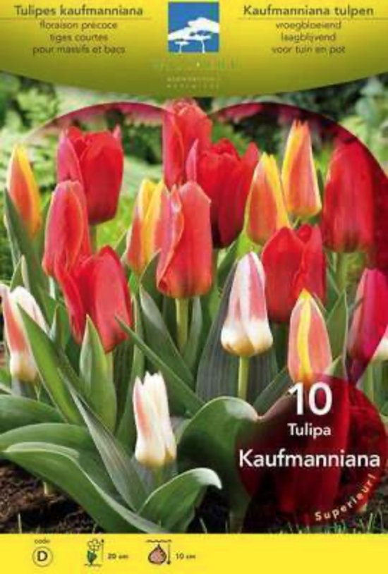 Tulipa kaufmanniana gemengd | bol