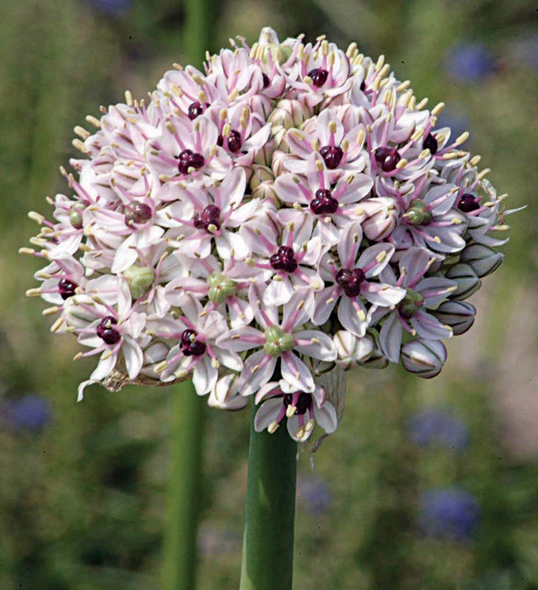 Allium Silver Spring 3 stuks - sieruien | bol.com