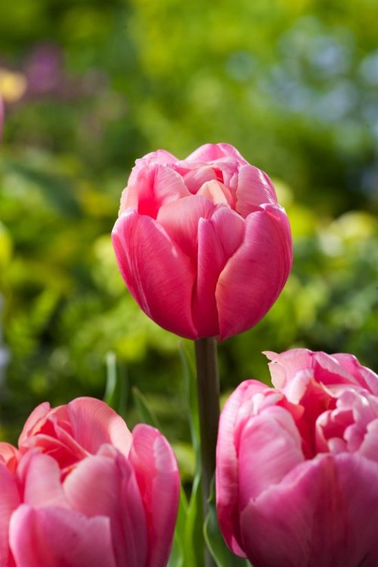 1 stuk(s) | Tulipa (dla) 'Pink Star' Bol cm 100 Stuks | bol.