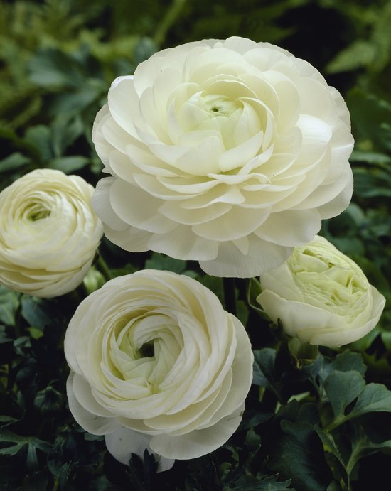 Ranunculus white 10 stuks - ranonkels | bol