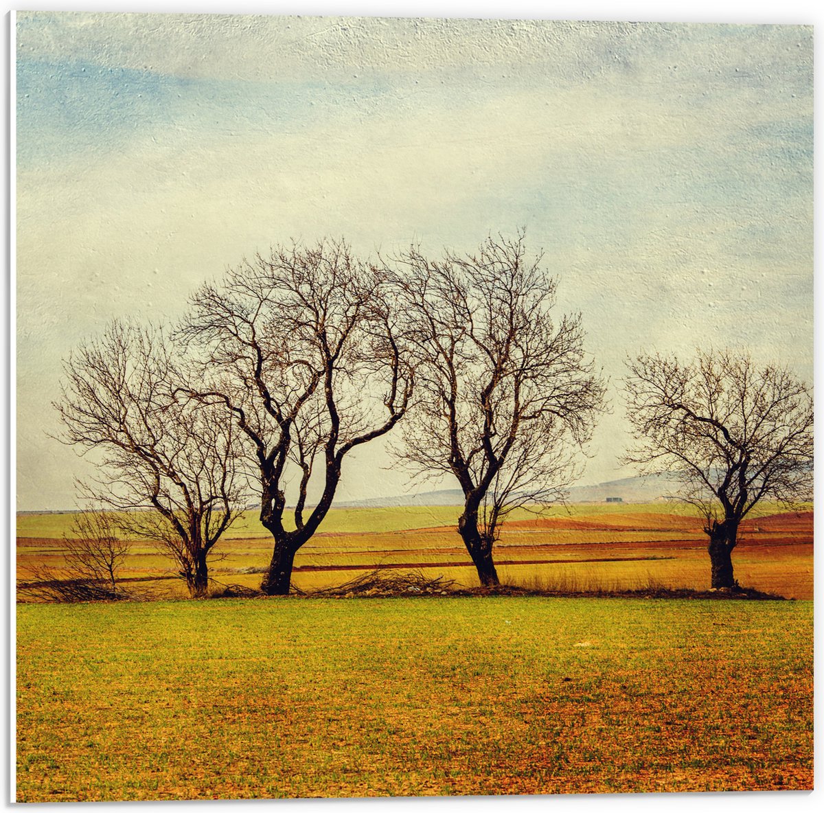 PVC Schuimplaat- Groepje Kale Bomen in het Veld - 50x50 cm Foto op PVC ...