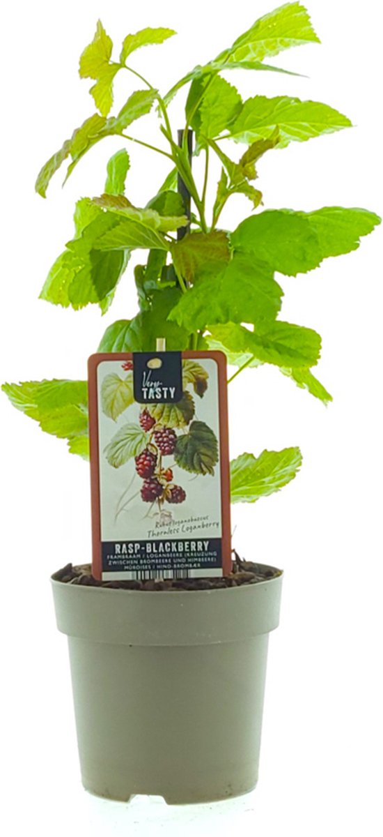 Frambraam - Loganbes (doornloos) - Thornless Loganberry Rubus ...