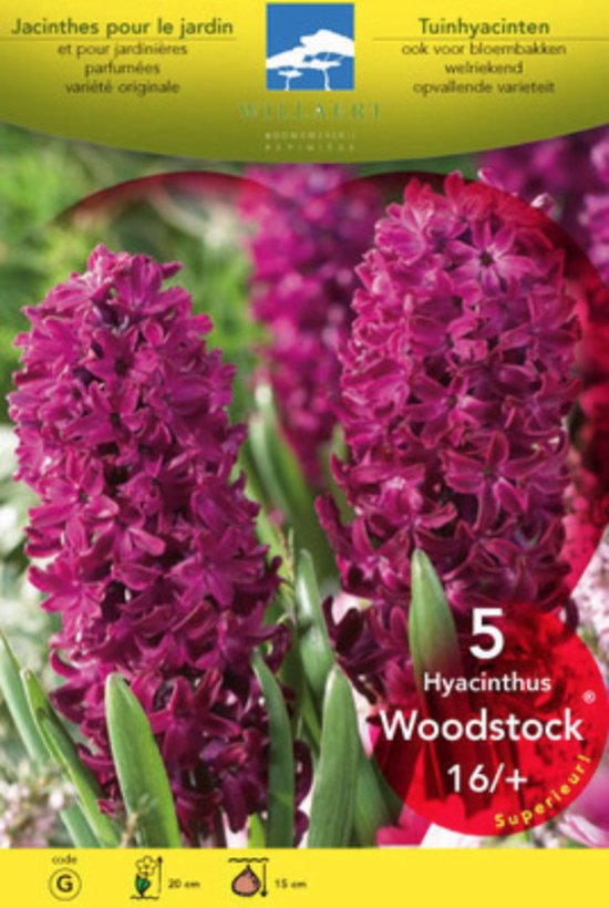 Hyacinthus 'Woodstock'® | bol