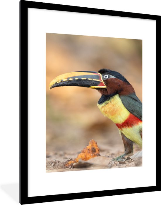 Poster - Fotolijst - Vogel - Toekan - Veren - Landschap - 60x80 cm ... Poster - Fotolijst - Vogel - Toekan - Veren - Landschap - 60x80 cm ...