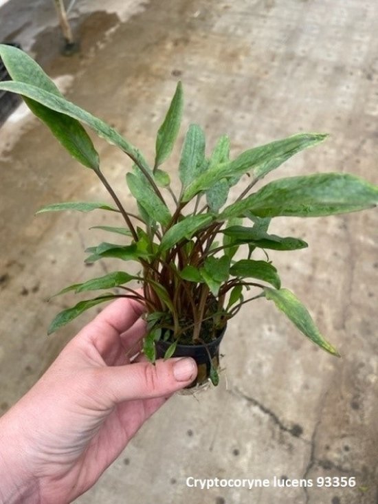 Cryptocoryne lucens | bol