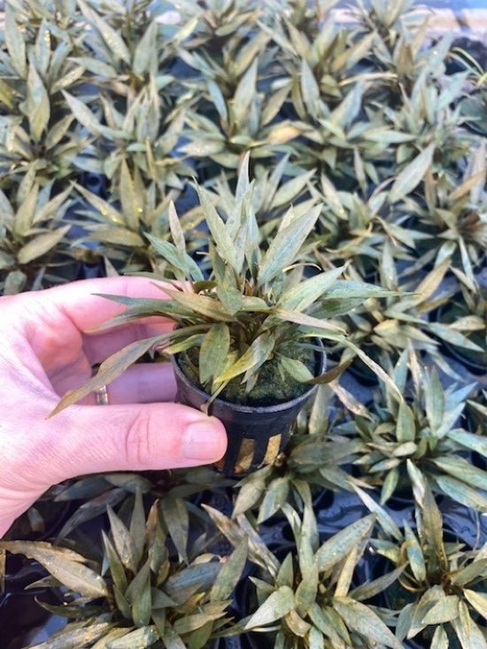 Cryptocoryne Petchii Pink - Aquariumplant - Moerings | bol