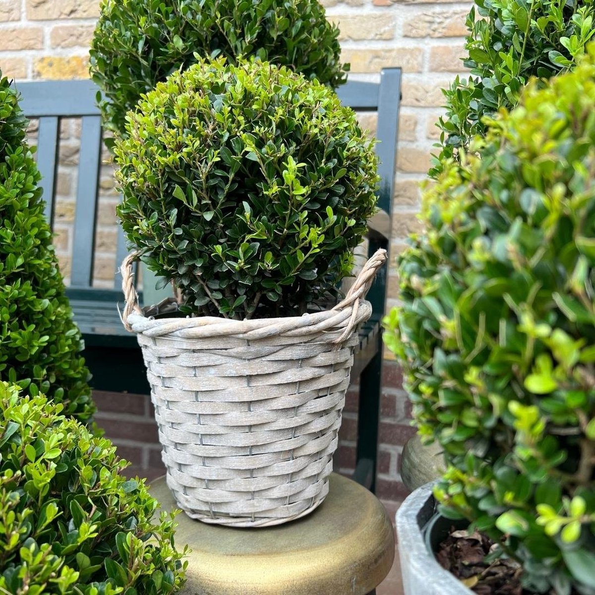 Plants by Frank | echte hulstplant in bolvorm | 2x Ilex crenata 'Jenny ...