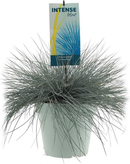 Festuca Glauca Intense Blue | bol.com