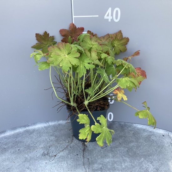 Geranium macrorrhizum 'Bevan's Variety' - 2 liter pot | bol