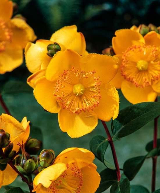 1 stuk(s) | Hypericum dummeri 'Peter Dummer' C2 cm | bol.com