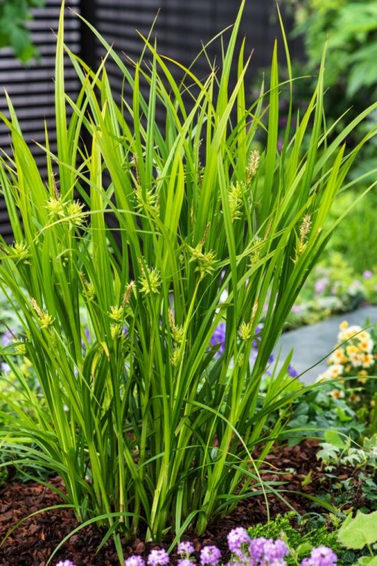 Plants Online - Tuinplanten - Siergrassen - Set van 1 - Carex grayi - 2 ...