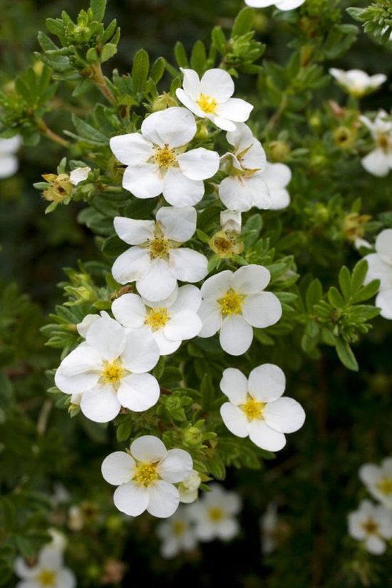 Arbustes de haie - Un ensemble 1 - Potentilla fruticosa 'McKay's White ...