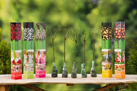NatureNest - Mini stamroos mix - Meillandina Mini - 5 stuks - 55-70 cm ...