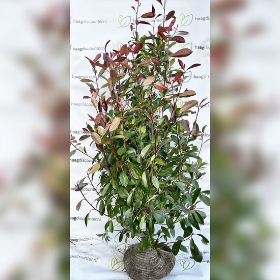 Glansmispel - Photinia Fraseri Red Robin - 180 - 200 cm | bol