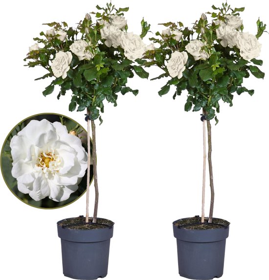 Plant in a Box - Rosa Palace 'Kailani' - Set van 2 - Witte stamroos ...