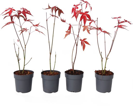 Plant in a Box - Japanse esdoorn - 4 stuks - Acer palmatum ...