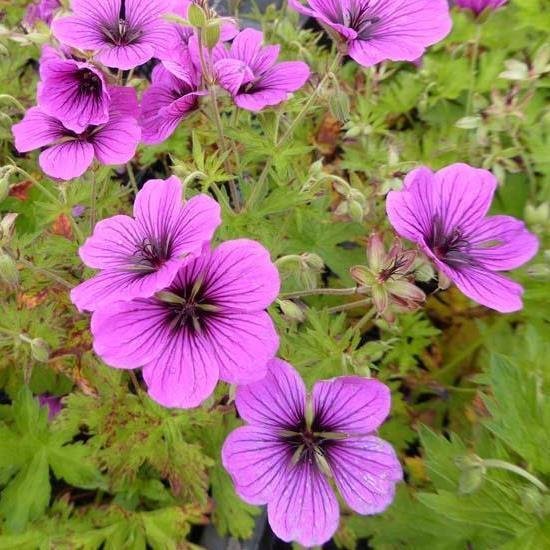 3 stuks | Geranium JS Matu Vu P9 | Latijnse naam: Geranium JS Matu Vu ...