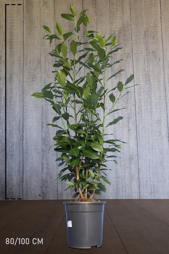 Set van 10 | Laurier 'Elly' pot 80-100 cm - Compacte groei - Groeit ...