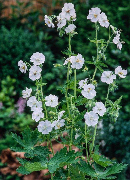 Set van 3 | Geranium phaeum 'Album' - 0.7 liter pot | bol