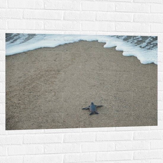 WallClassics - Muursticker - Kleine Baby Schildpad op het Strand ...