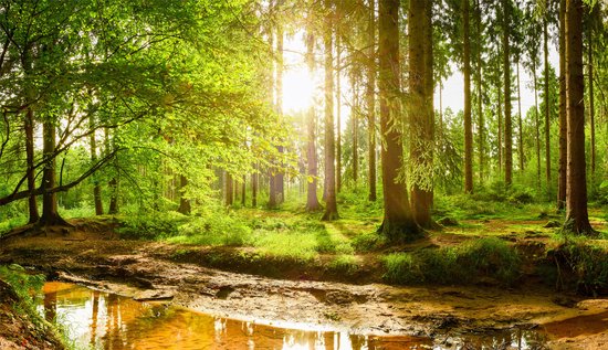 Diamond Painting Bos / Woud Ronde Steentjes 70 x40 | bol.com