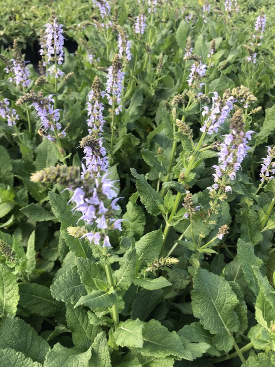6 x Salvia nemorosa 'Crystal Blue' - Salie - pot 9 x 9 cm | bol