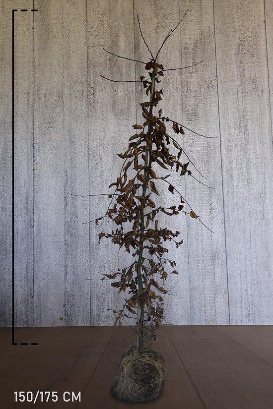 Plants Online - Haagplanten - Haagbeuk - Kluit 150-175 cm - set van 10 ...