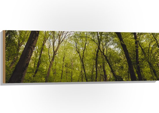 WallClassics - Hout - Klimop op Bomen in het Bos - 120x40 cm - 12 mm ...
