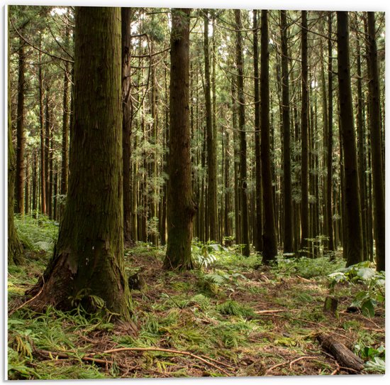 WallClassics - PVC Schuimplaat- Bomen en Planten in het Bos - 50x50 cm ...