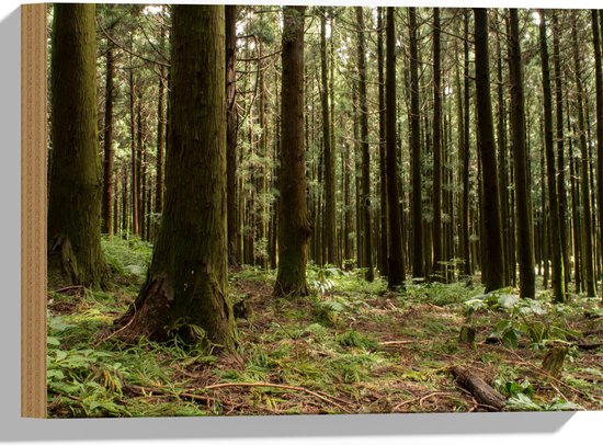 WallClassics - Hout - Bomen en Planten in het Bos - 40x30 cm - 12 mm ...