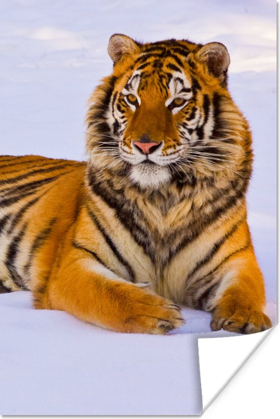 Poster Tijger - Sneeuw - Winter - Dieren - 40x60 cm | bol