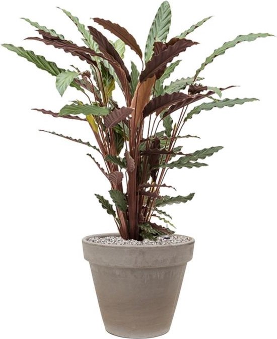 Plant in Pot Calathea Rufibarba Wavestar 95 cm kamerplant in Terra ...