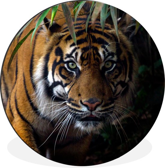 WallCircle - Wandcirkel - Muurcirkel - Tijger - Bladeren - Jungle - Dieren - Wild -... | bol