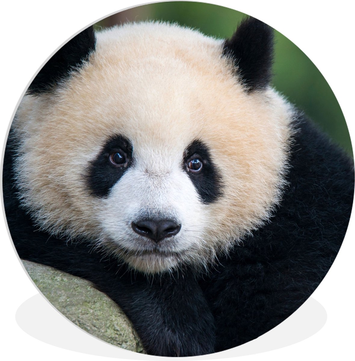 Cercle mural - Plastique - Décoration murale ronde - Panda - Pierre ...