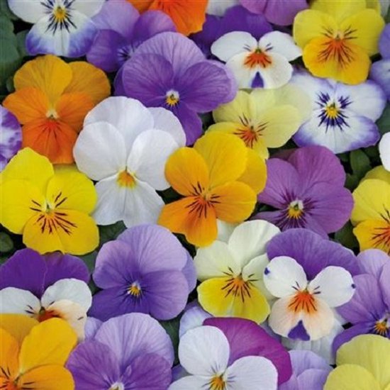 Violen Twix Audrey mix | bol