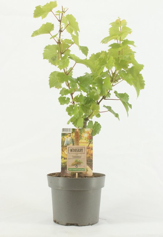 Vitis vinifera 'Chardonnay' - Wijndruif - Hoogte 60 - 70 cm | bol