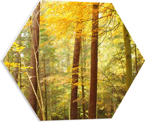 WallClassics - PVC Schuimplaat Hexagon - Fel Gekleurde Bomen in het Bos ...