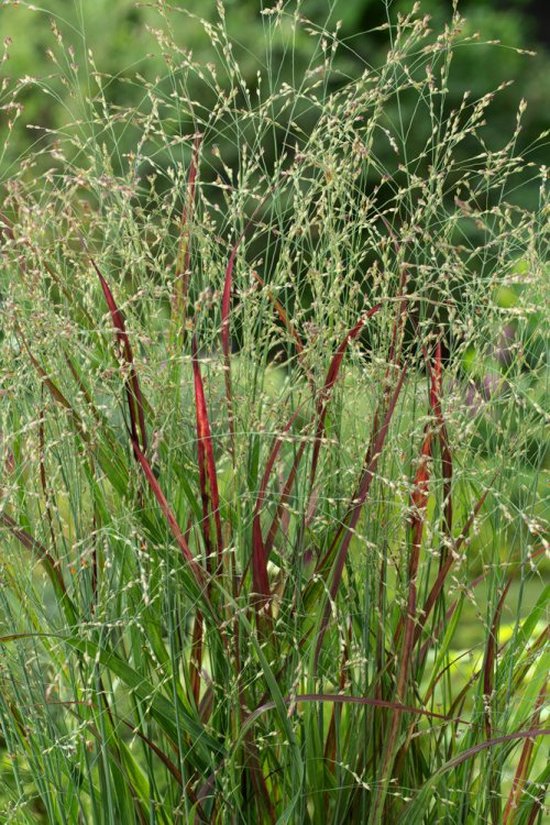 Panicum virgatum 'Sangria' C2 | bol.com