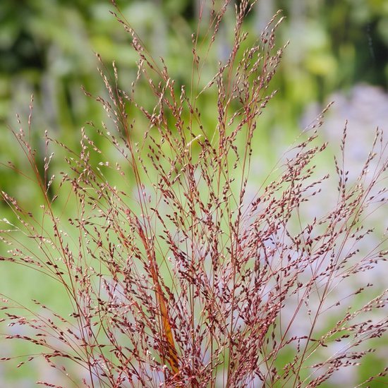 Panicum virgatum 'Squaw' C3 | bol.com