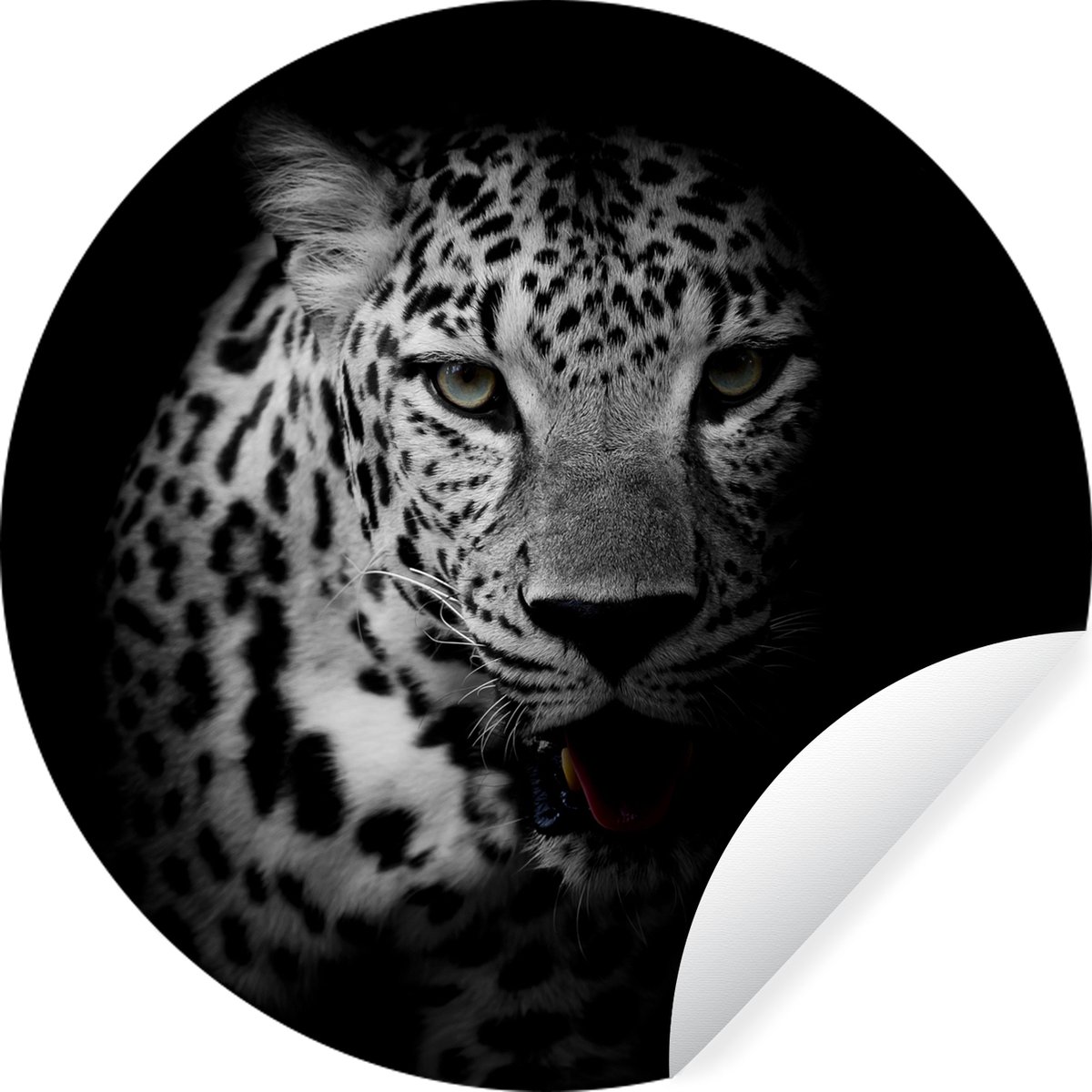 Behangcirkel - Zelfklevend behang - Dieren - Panter - Zwart - Wit - 100x100 cm -... | bol.com