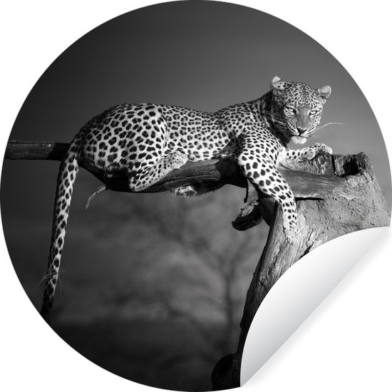 WallCircle - Behangcirkel - Zelfklevend behang - Wilde dieren - Panter - Boom - Natuur... | bol