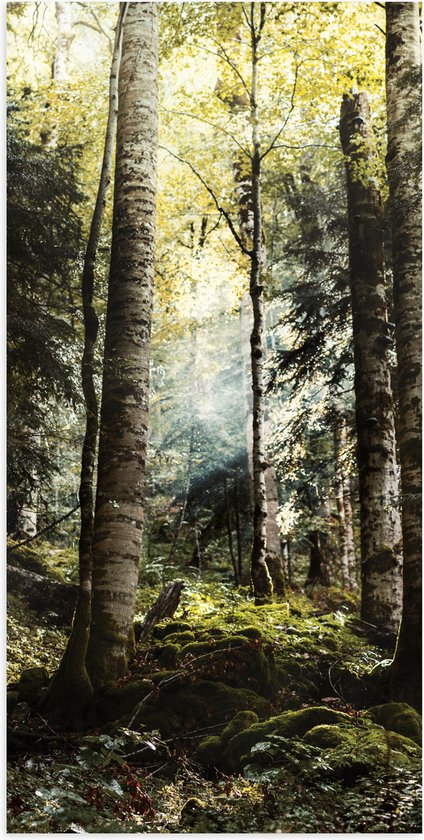 WallClassics - Poster (Mat) - Groene Bomen met Zon - 50x100 cm Foto op ...